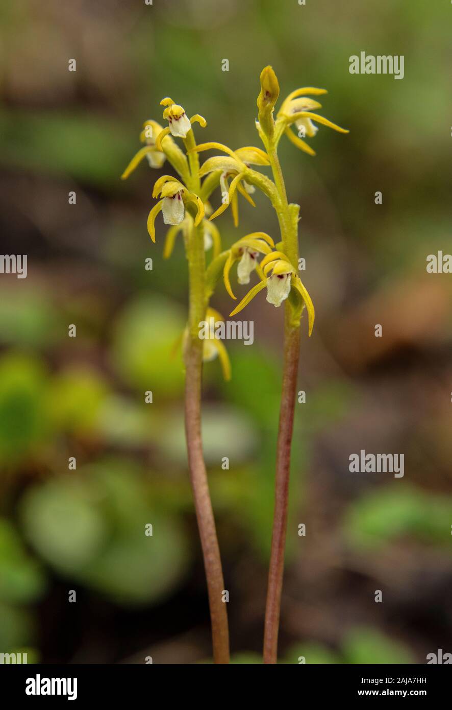 Corallorhiza orchidaceae hi-res stock photography and images - Alamy