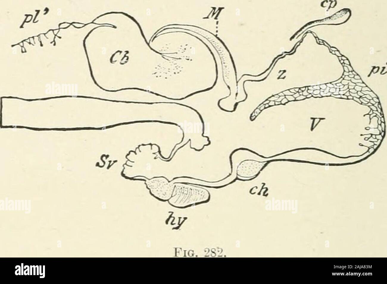Lamina terminalis hi-res stock photography and images - Alamy