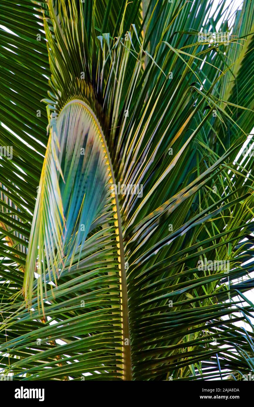 Abstract isolated palm detail hi-res stock photography and images - Alamy