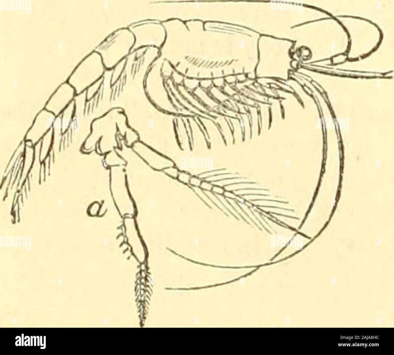 The animal kingdom, arranged after its organization : forming a natural ...