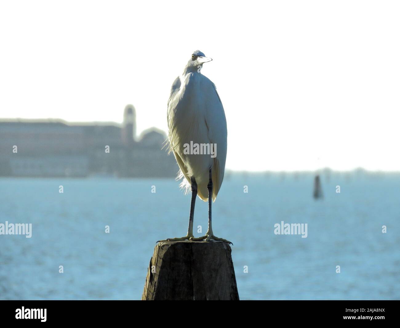 City wildlife. Little egret in venetian laguun, photo Bo Arrhed Stock ...