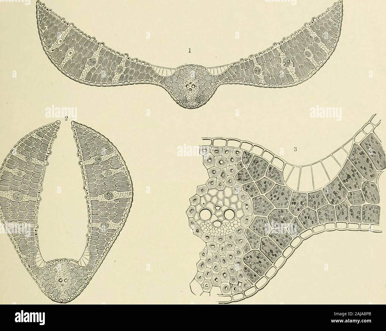 The natural history of plants, their forms, growth, reproduction, and ...