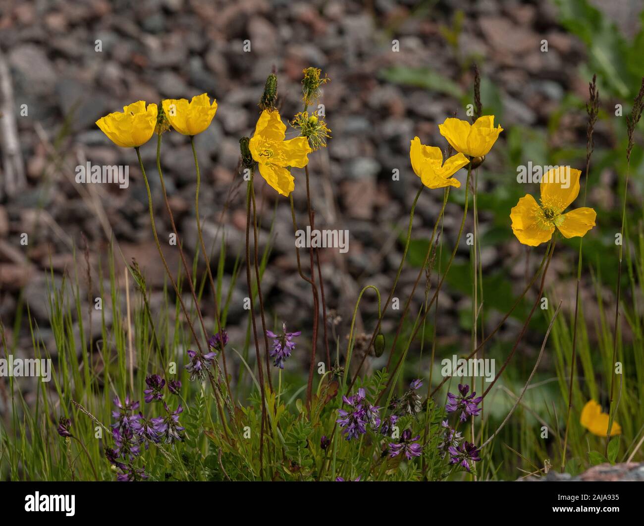 Ice Poppy, Papaver croceum, naturalised in arctic Sweden. From Siberia ...