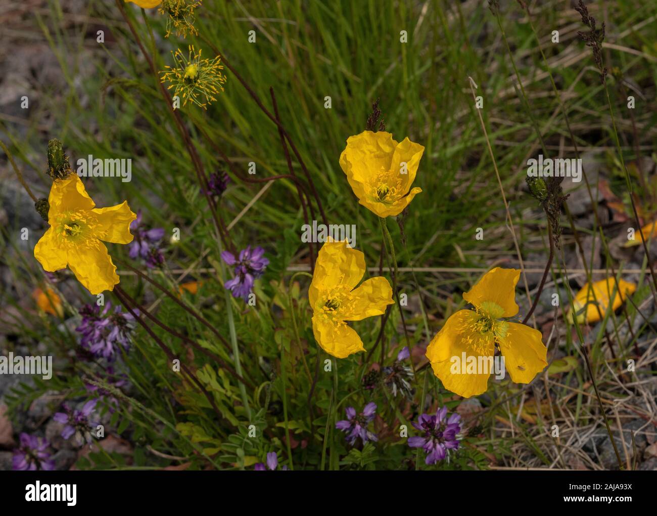 Ice Poppy, Papaver croceum, naturalised in arctic Sweden. From Siberia ...