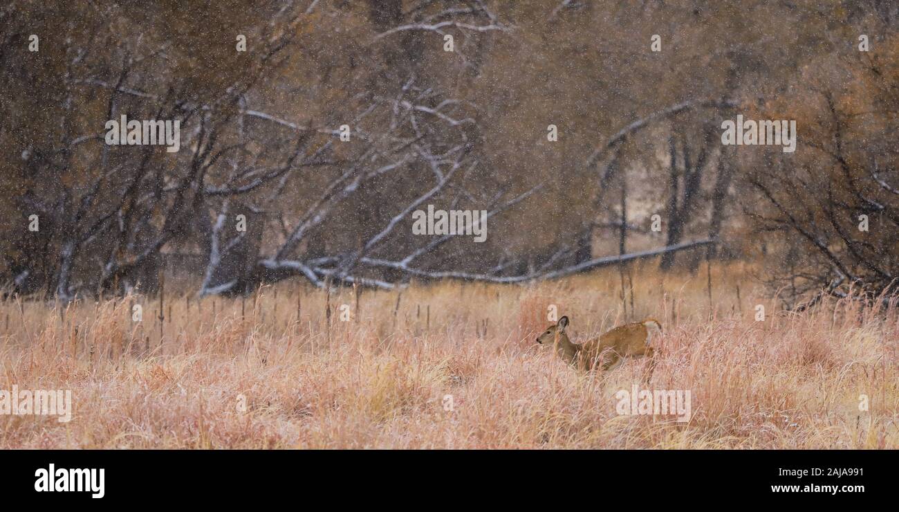 Doe running hi-res stock photography and images - Alamy