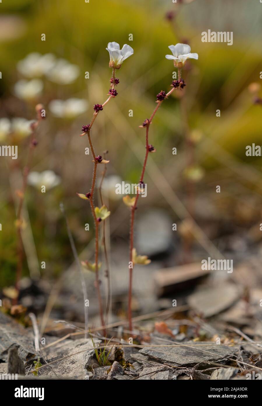 Drooping saxifrage, Saxifraga cernua, in flower, with bulbils in nodes ...