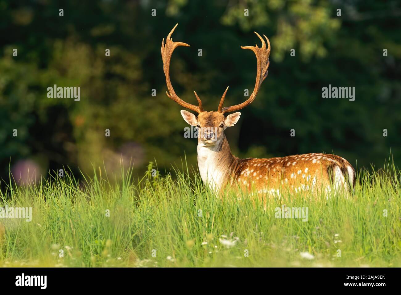 Massive fallow deer stag with antlers and spots on a green meadow in ...