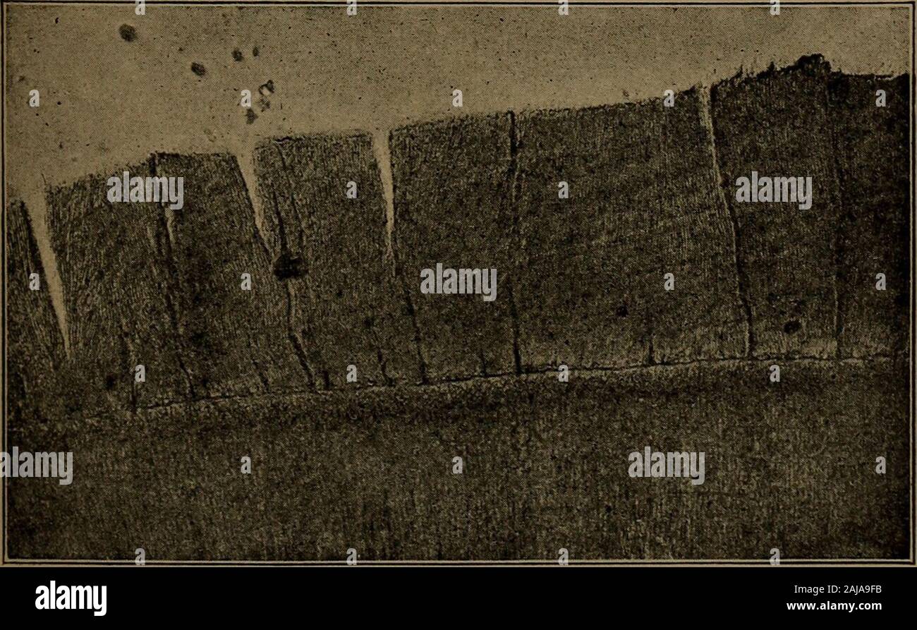 Structural histology hi-res stock photography and images - Alamy