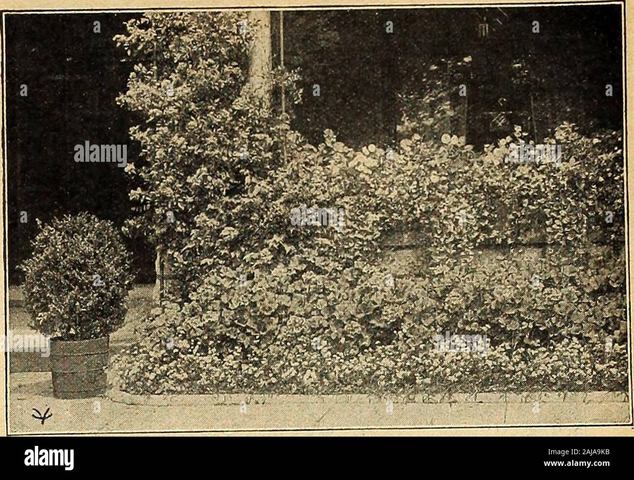 Shirley bloomer hi-res stock photography and images - Alamy