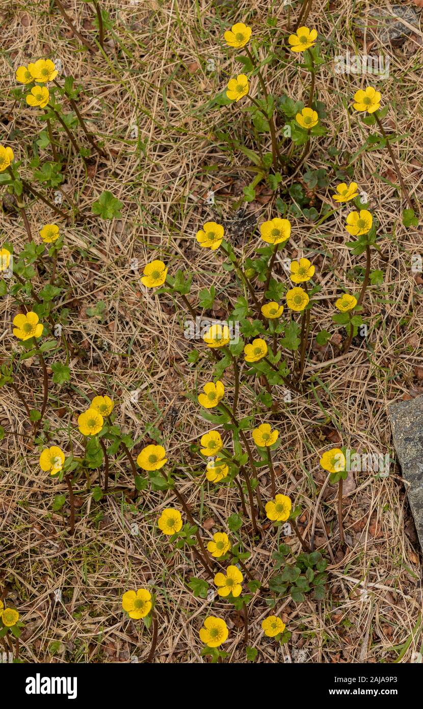 Snow buttercup, Ranunculus nivalis, in flower in high snow-melt area ...