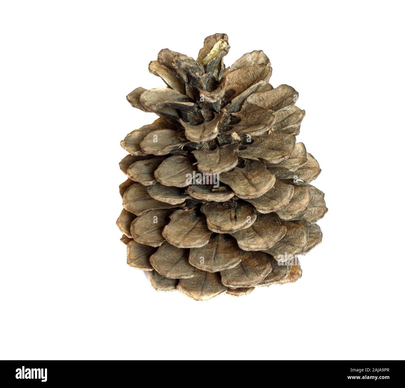Cedar grains hi-res stock photography and images - Alamy