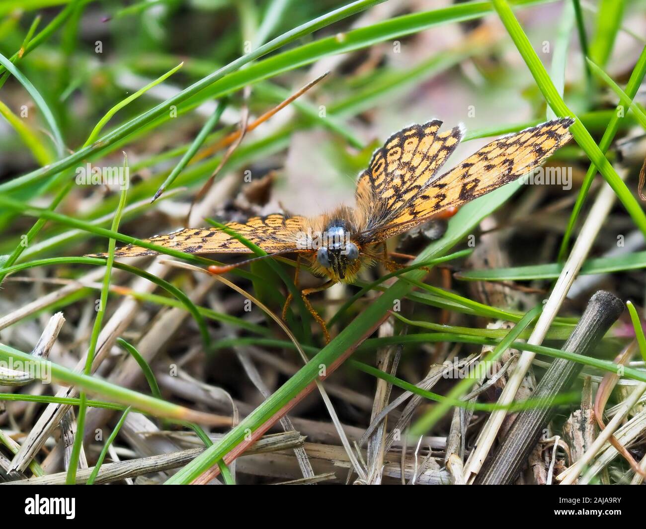 Glanville Fritillary (Melitaea cinxia ) butterfly Stock Photo - Alamy