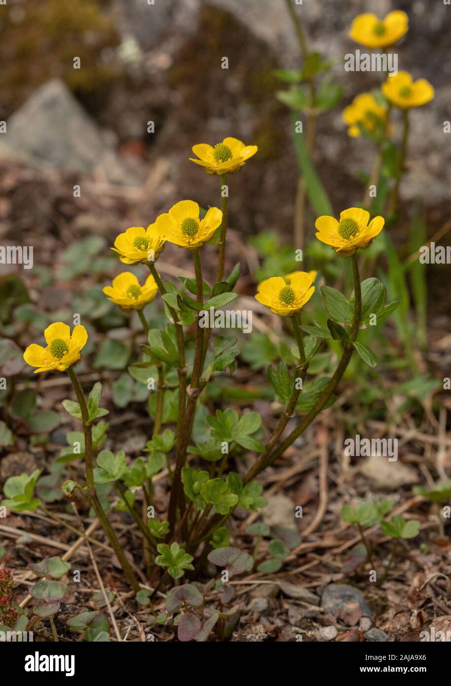 Snow buttercup, Ranunculus nivalis, in flower in high snow-melt area ...