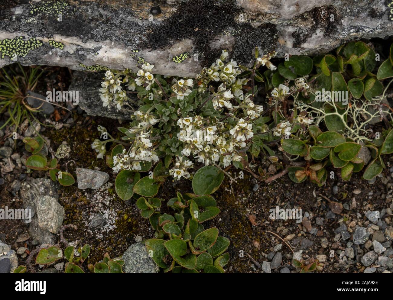 Snow whitlow grass hi-res stock photography and images - Alamy