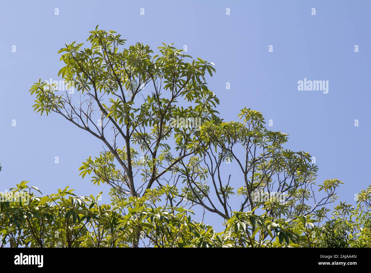 Close up leaf of Blackboard Tree, Devil Tree, Alstonia scholaris (Linn ...