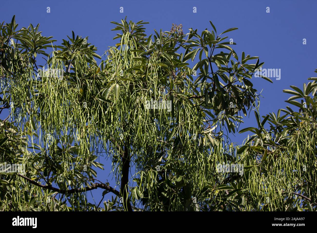Green Seed of Blackboard Tree or Devil Tree Stock Photo - Alamy