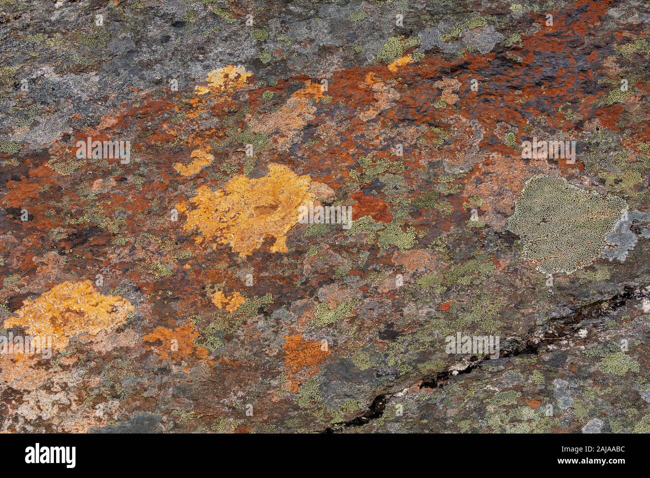 Arctic lichens hi-res stock photography and images - Alamy
