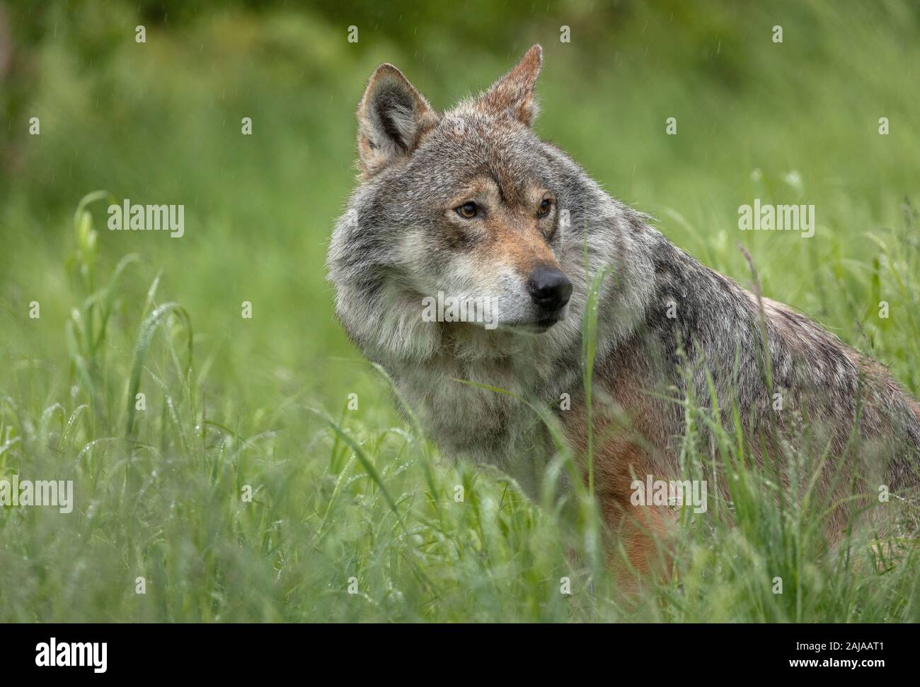 Male Eurasian wolf, Canis lupus lupus, in its large Scandinavian form ...