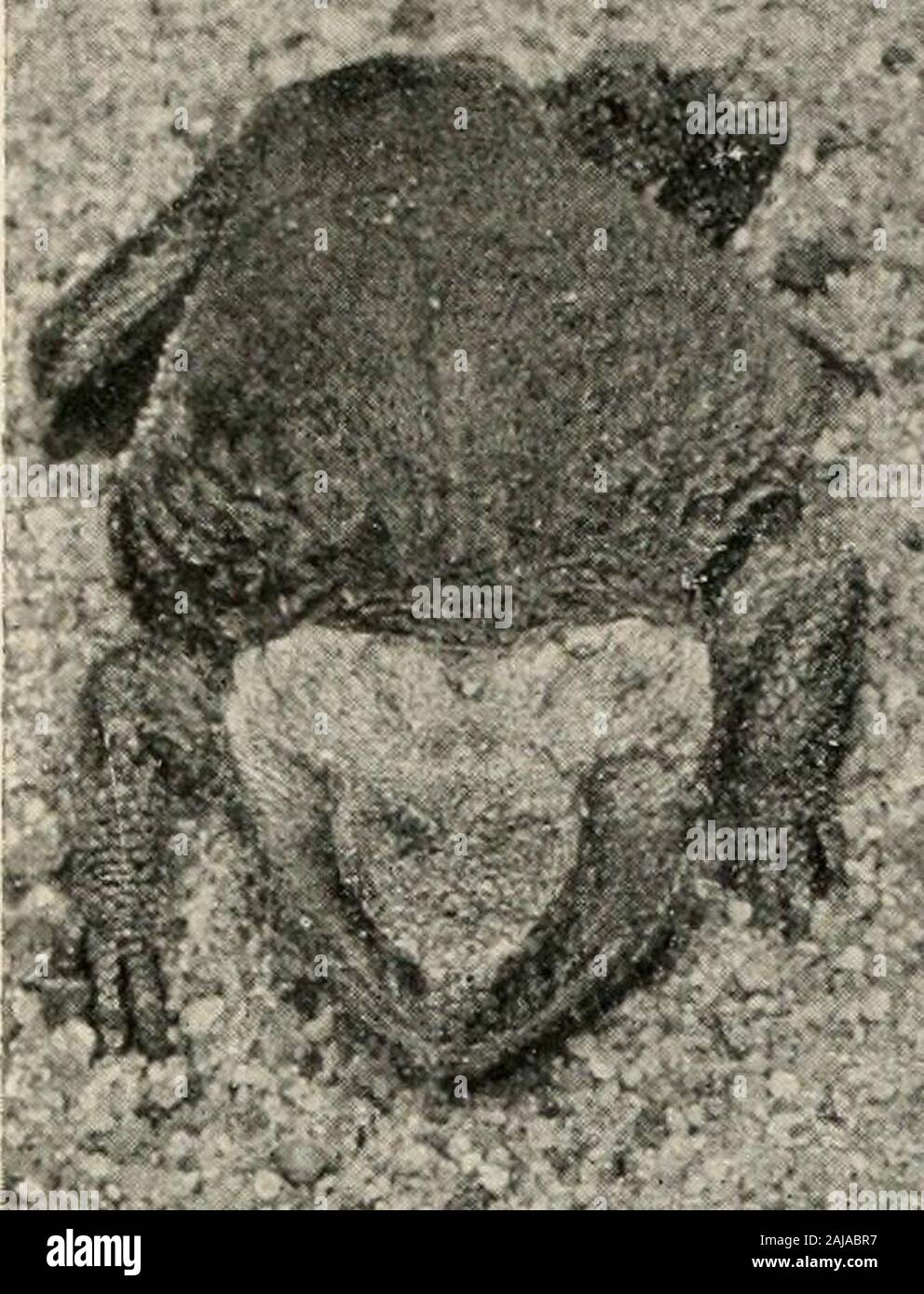 Pointed Snout Lizard High Resolution Stock Photography and Images - Alamy