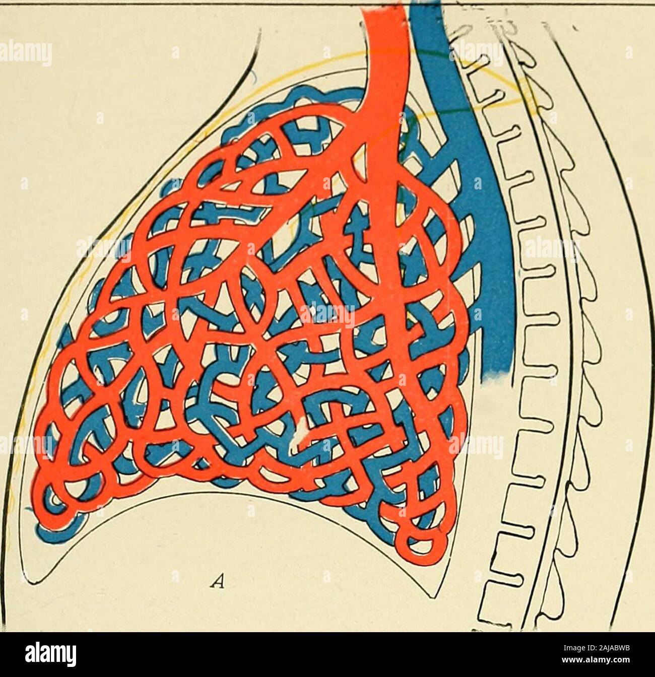 Rational hydrotherapy : a manual of the physiological and therapeutic ...