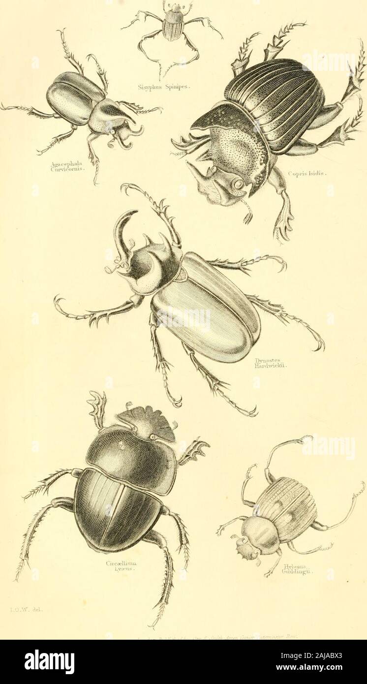 The animal kingdom, arranged after its organization : forming a natural ...
