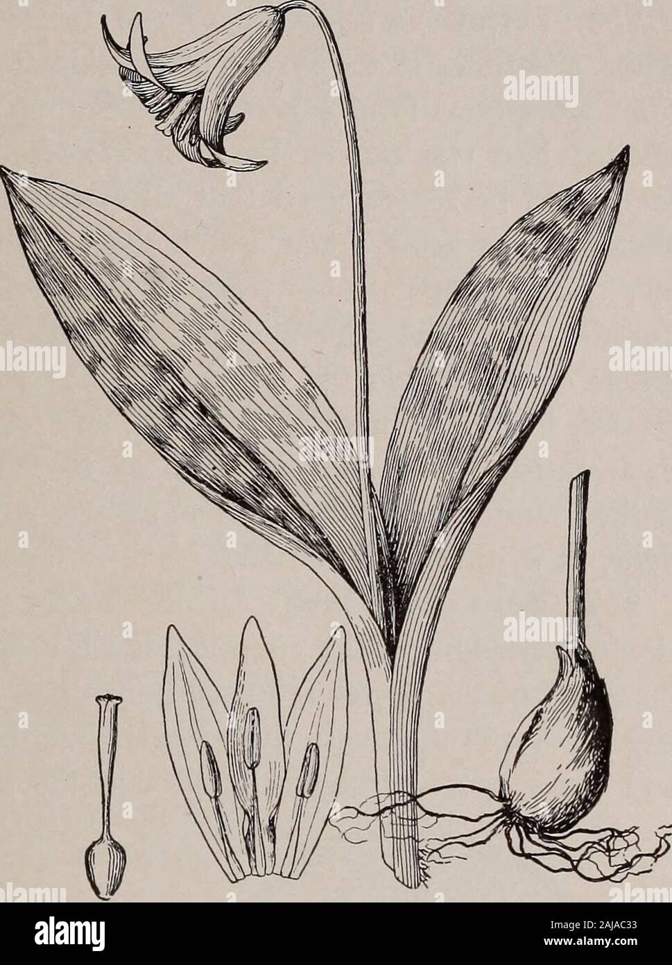 Lilium Locule
