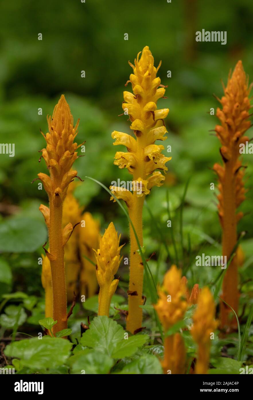 Parasitic plant broomrape wildflower hi-res stock photography and ...