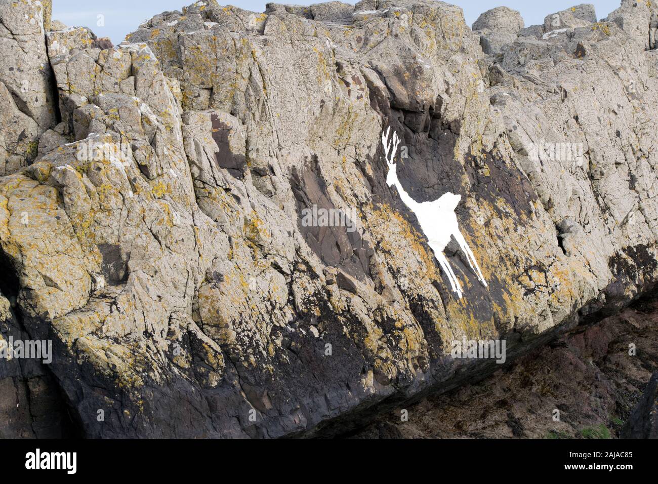 Stag painting at Harkness Rocks, Bamburgh beach, Northumberland, UK ...