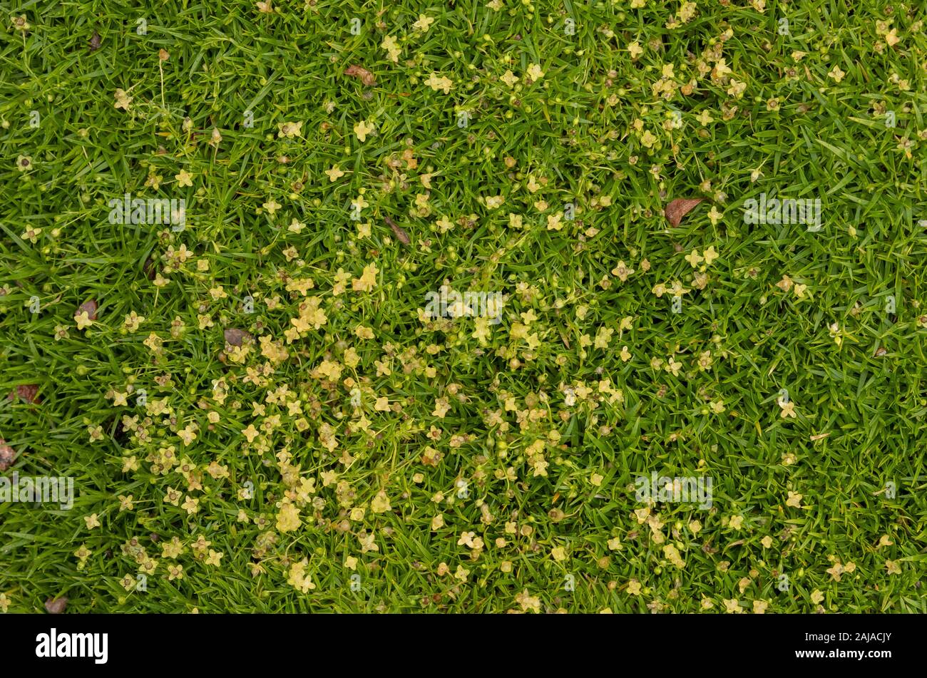 Minuartia High Resolution Stock Photography and Images - Alamy