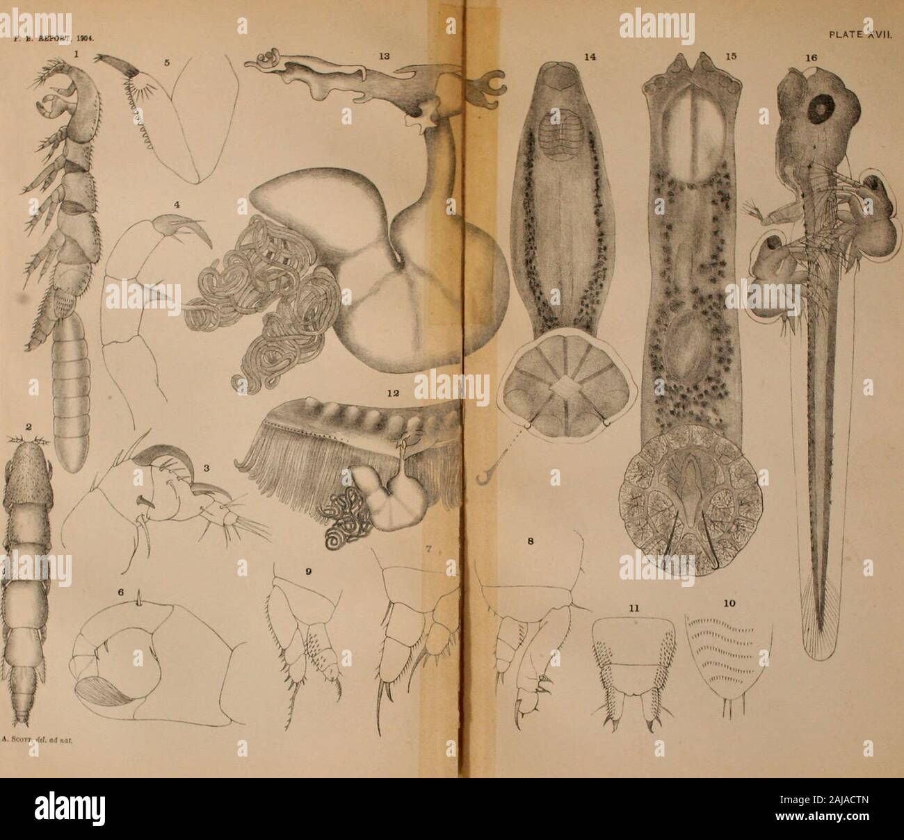 Notes on some rare and interesting marine crustacea . e fish was ...
