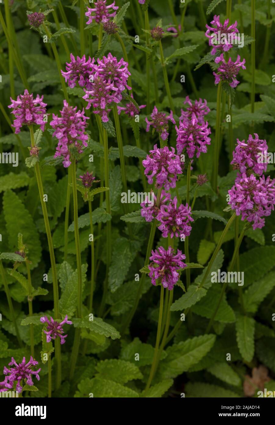 Alpine betony, Stachys monieri, (sometimes considered the same as ...