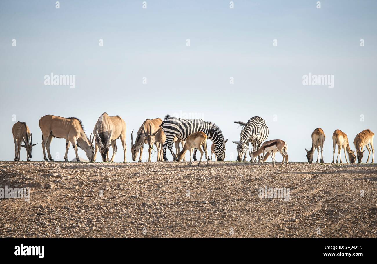 animals looking for food in a dry landscape Stock Photo - Alamy