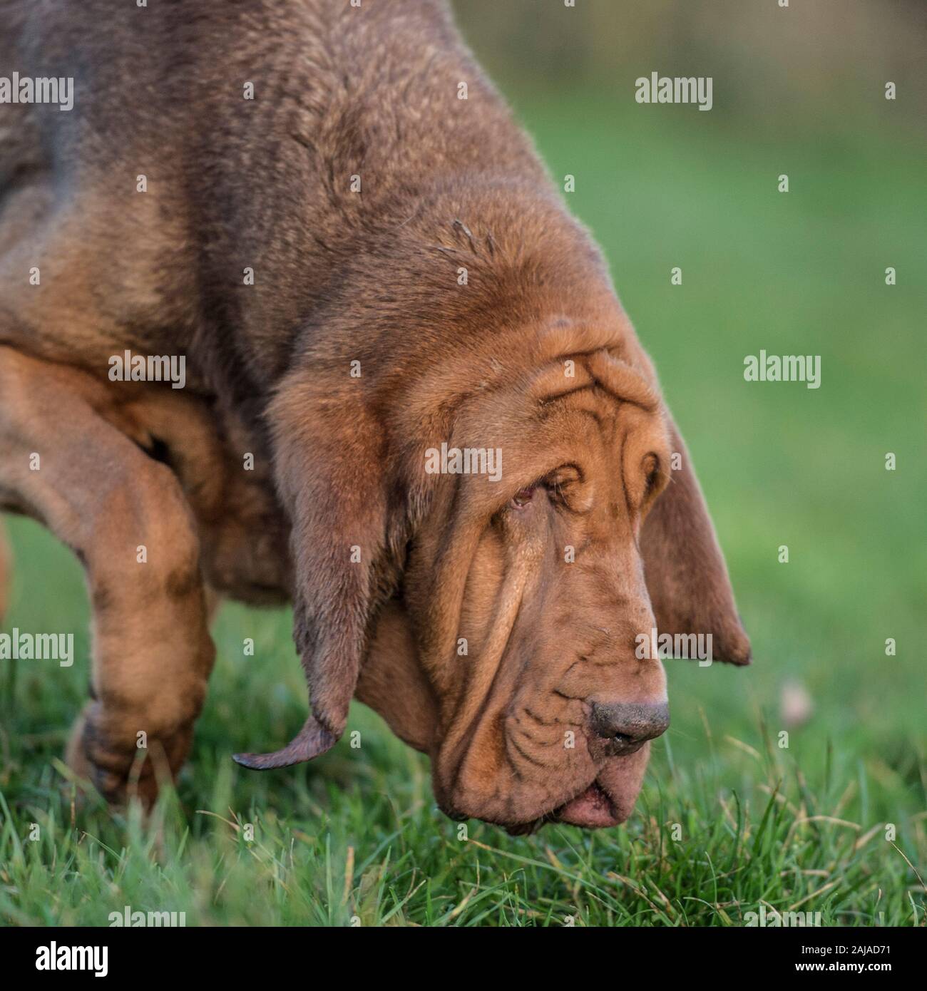 bloodhound sniffing ground Stock Photo - Alamy