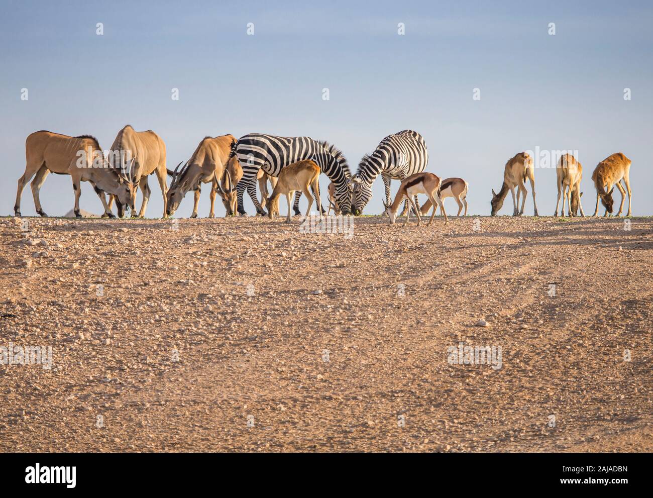 animals looking for food in a dry landscape Stock Photo - Alamy