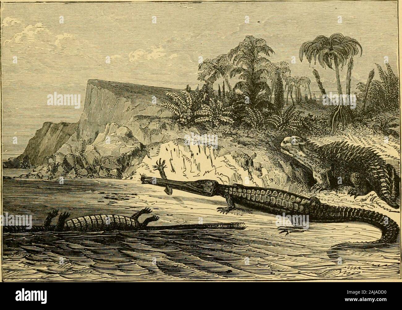 Origin reptiles hi-res stock photography and images - Alamy