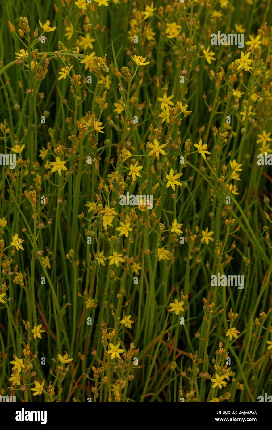 Leek lily, Bulbine semibarbata, in flower, Australia Stock Photo - Alamy