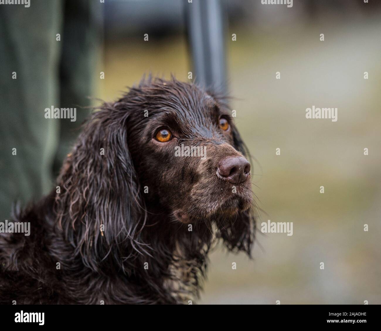 Sprocker Dog High Resolution Stock Photography and Images - Alamy