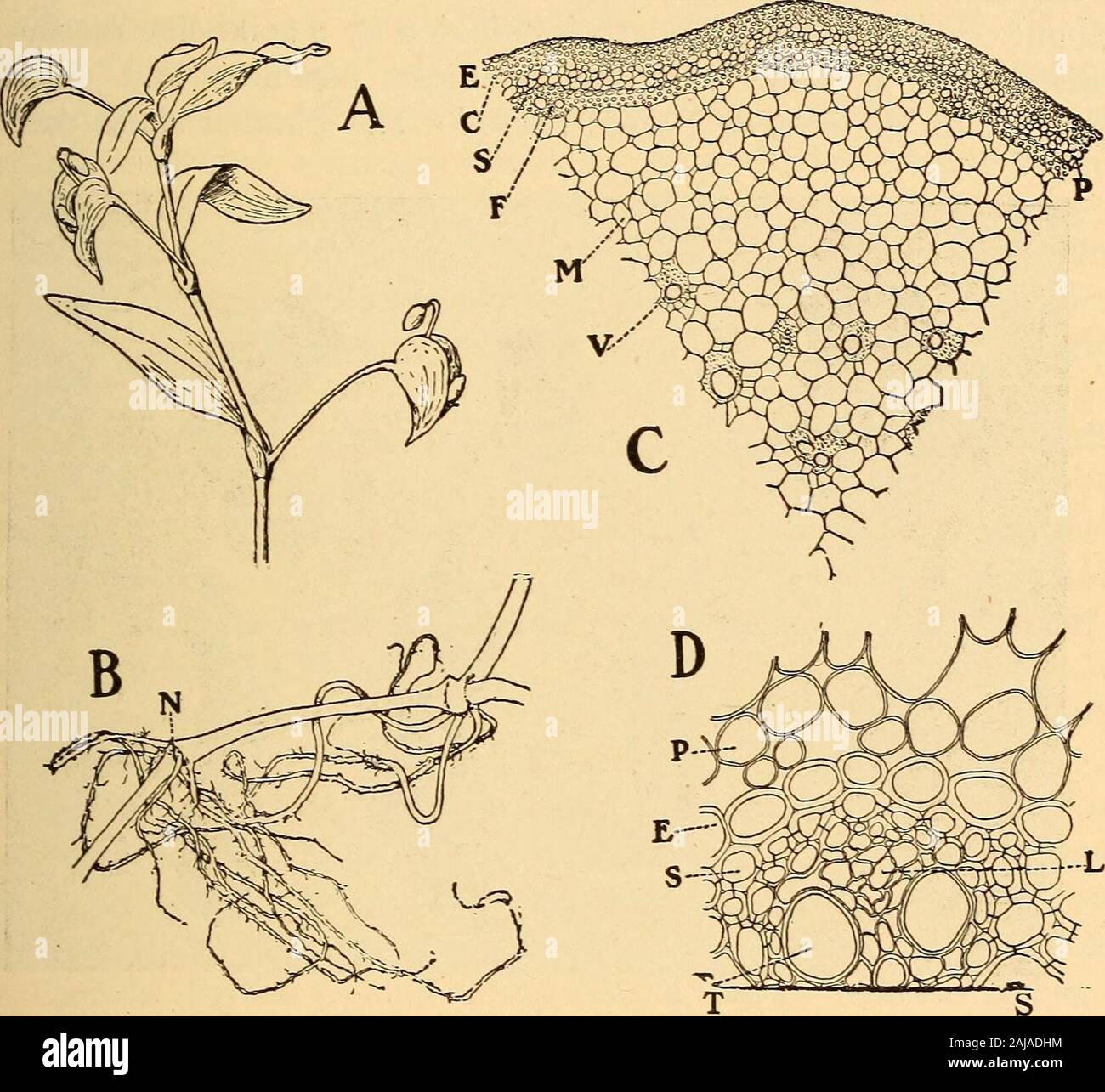 Scientific and applied pharmacognosy intended for the use of students ...