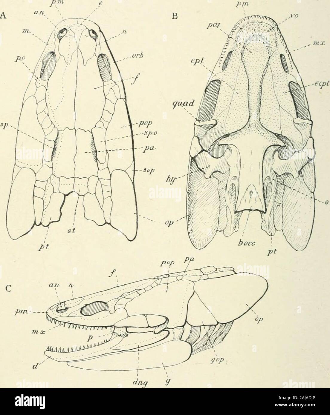 A treatise on zoology . loosely connected with thehyoid arch, and bears ...