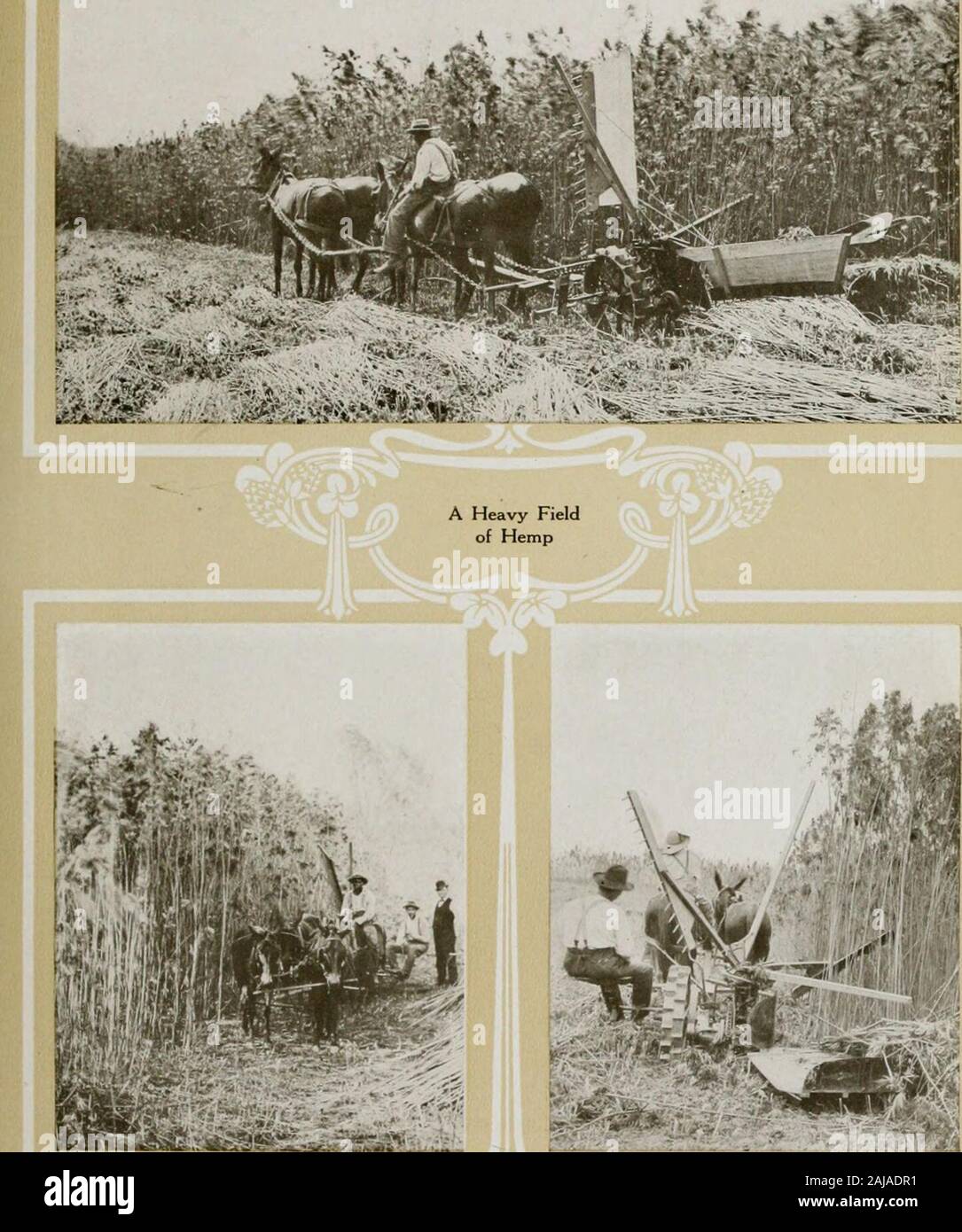 Harvest scenes of the world . Cutting Timothy for Seed is Still L ...