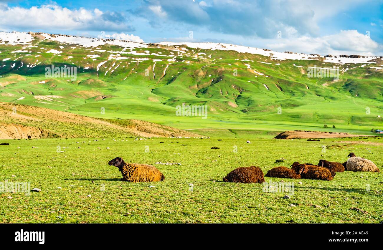 Turkey Flock Of Sheep High Resolution Stock Photography and Images - Alamy