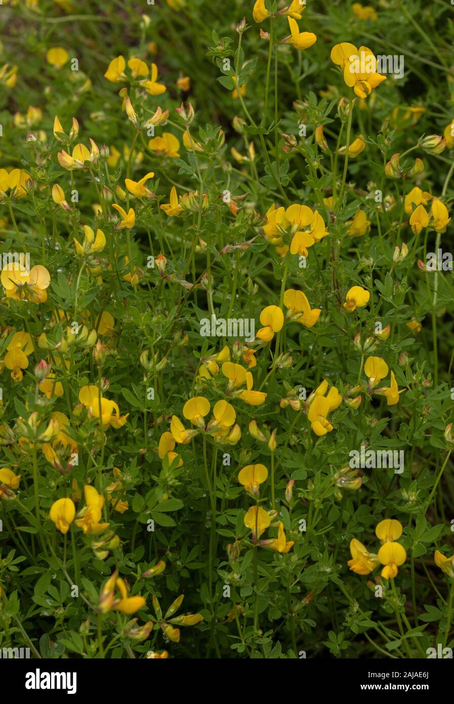 Tenuis hi-res stock photography and images - Alamy