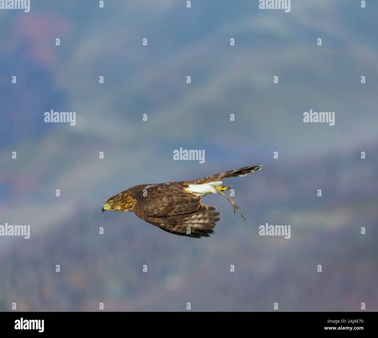 FALCONRY - Cetrería, Cantabria, Spain, Europe Stock Photo - Alamy