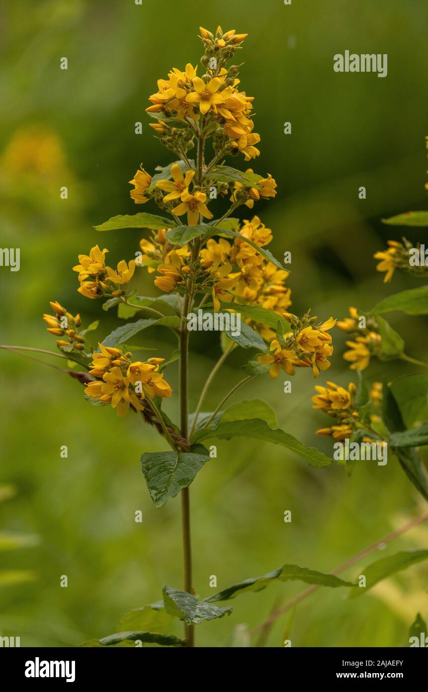 Yellow Loosestrife High Resolution Stock Photography and Images - Alamy