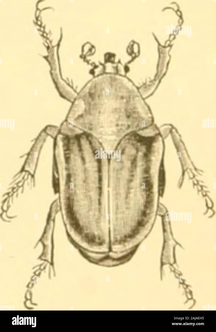 Olive oil beetle hi-res stock photography and images - Alamy