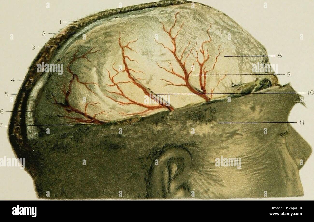 Scaphoid fossa hi-res stock photography and images - Alamy