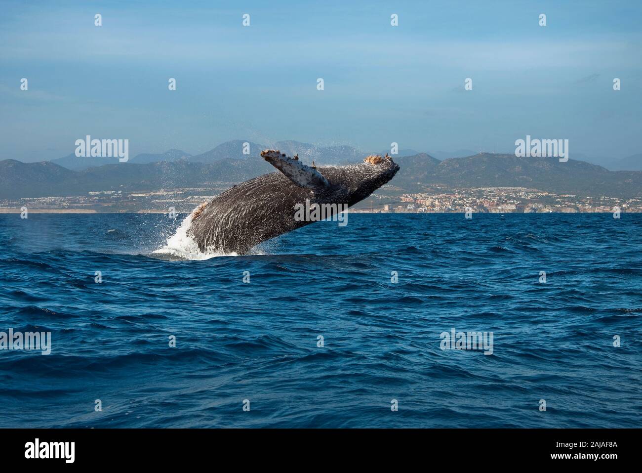 Breaching humpback whale hi-res stock photography and images - Alamy