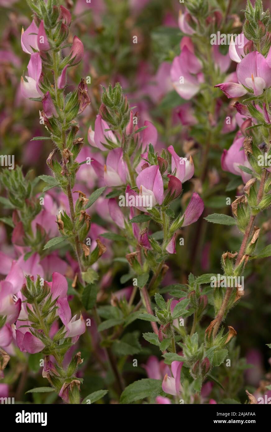 Spiny restharrow, Ononis spinosa in flower in old grassland Stock Photo ...