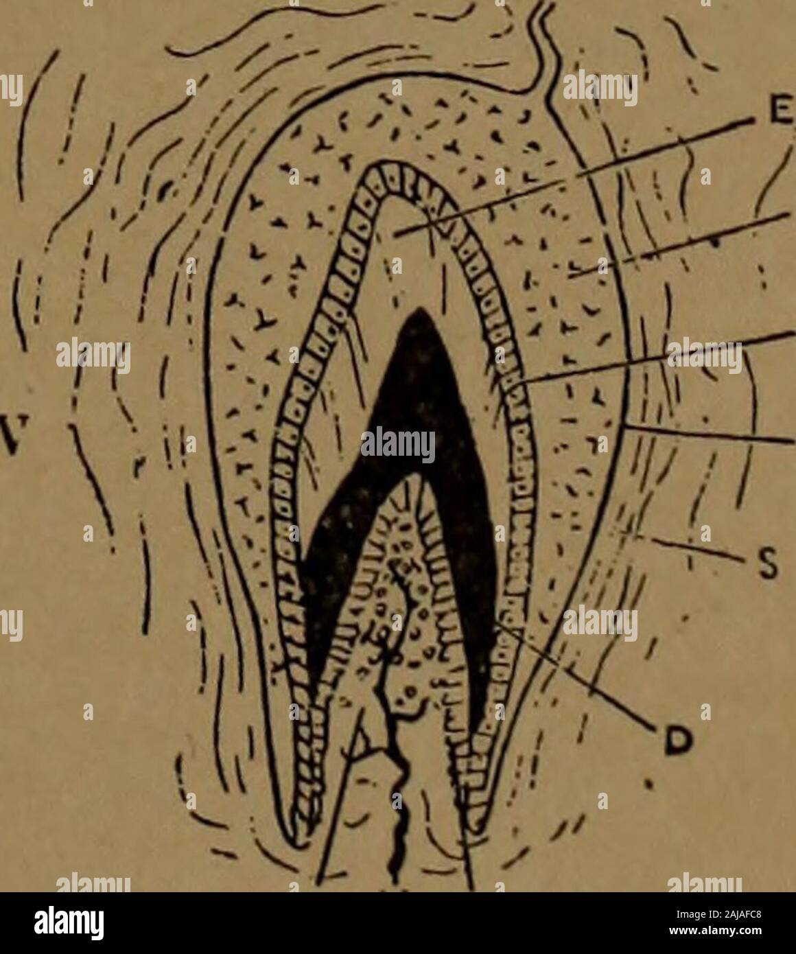Tooth Histology