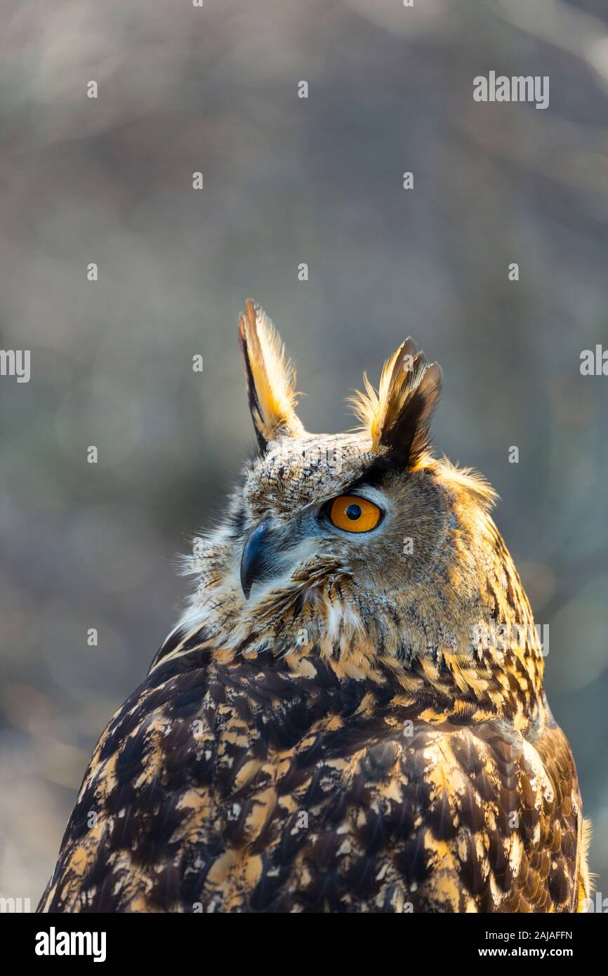 EURASIAN EAGLE OWL (Bubo bubo Stock Photo - Alamy